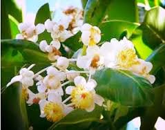 Healing Hero – Tamanu Seed Oil | Kathleen Natural